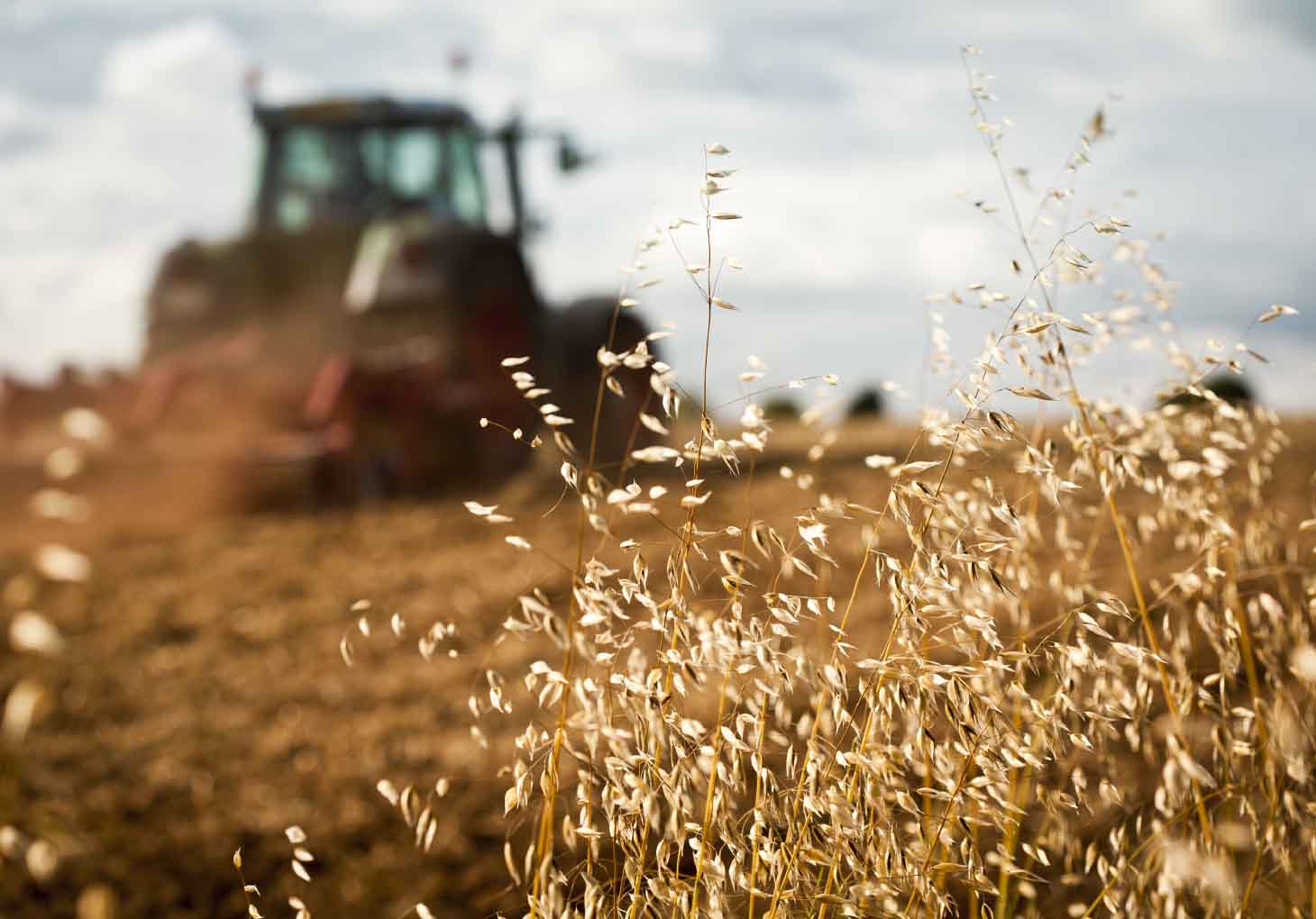 A Guide To Growing Cover Crops | CCC Agronomy