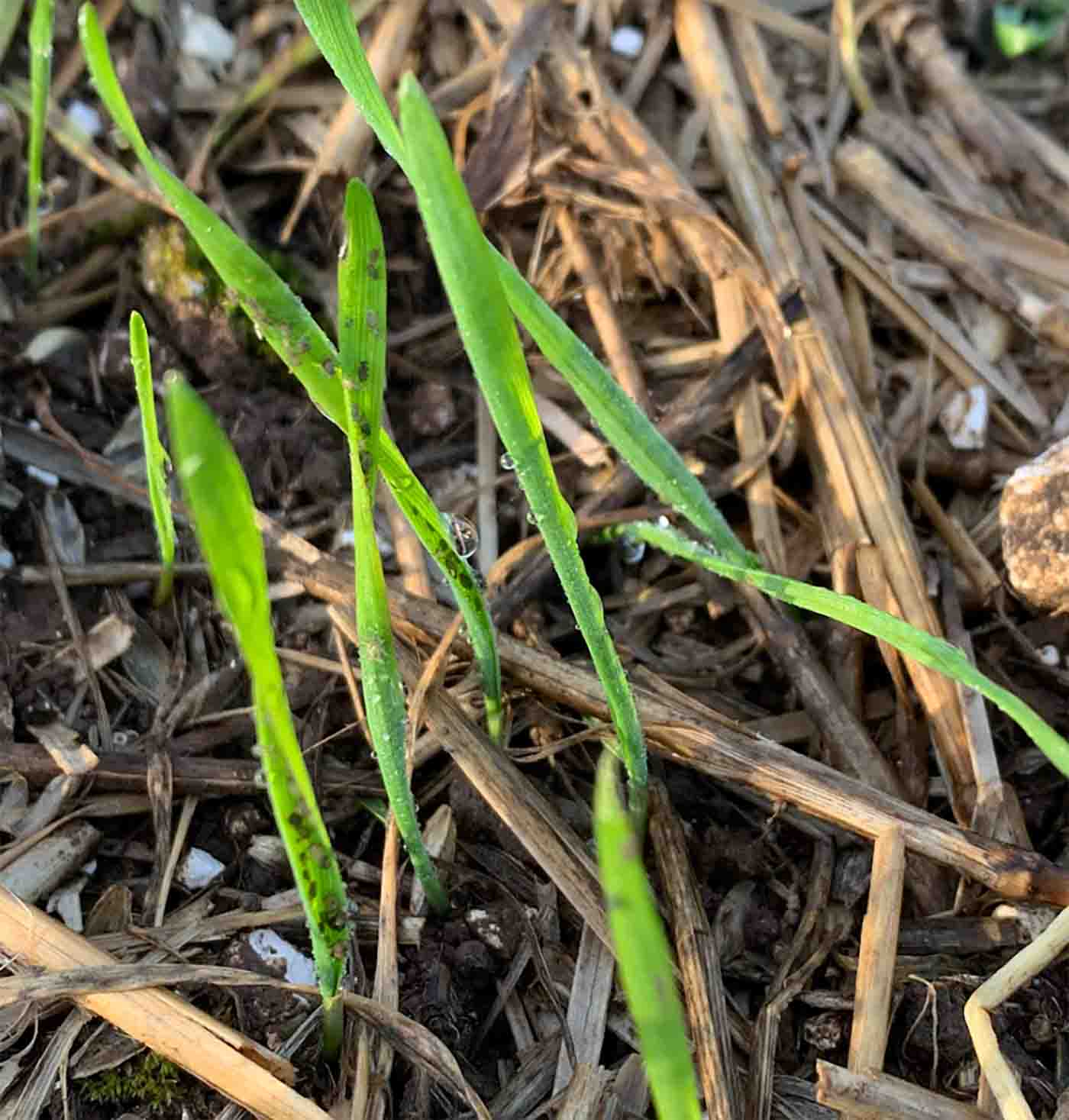 Autumn Aphid Monitoring | CCC Agronomy